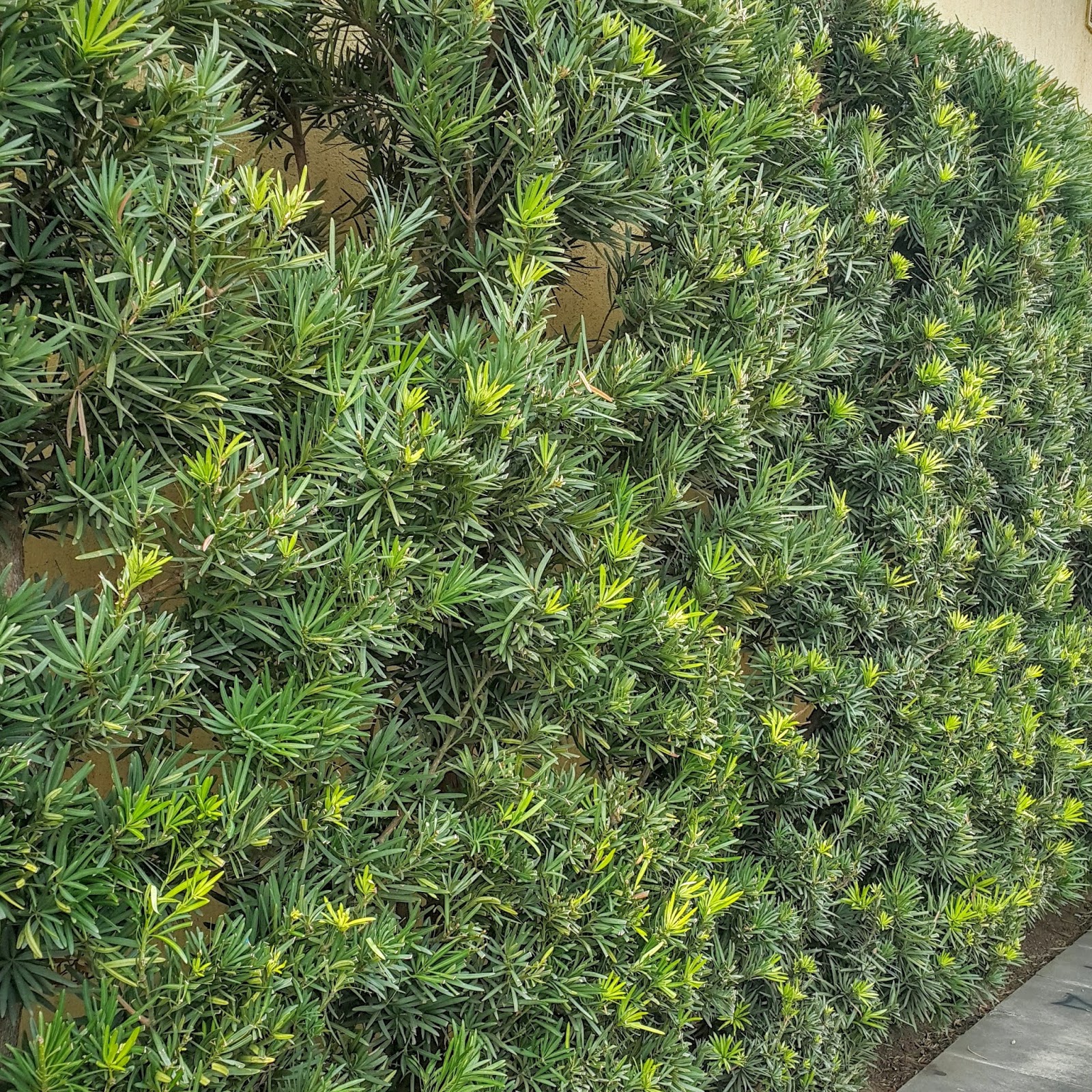 "Verdade//aspas" : 👪 Podocarpaceae (Podocarpus macrophyllus)