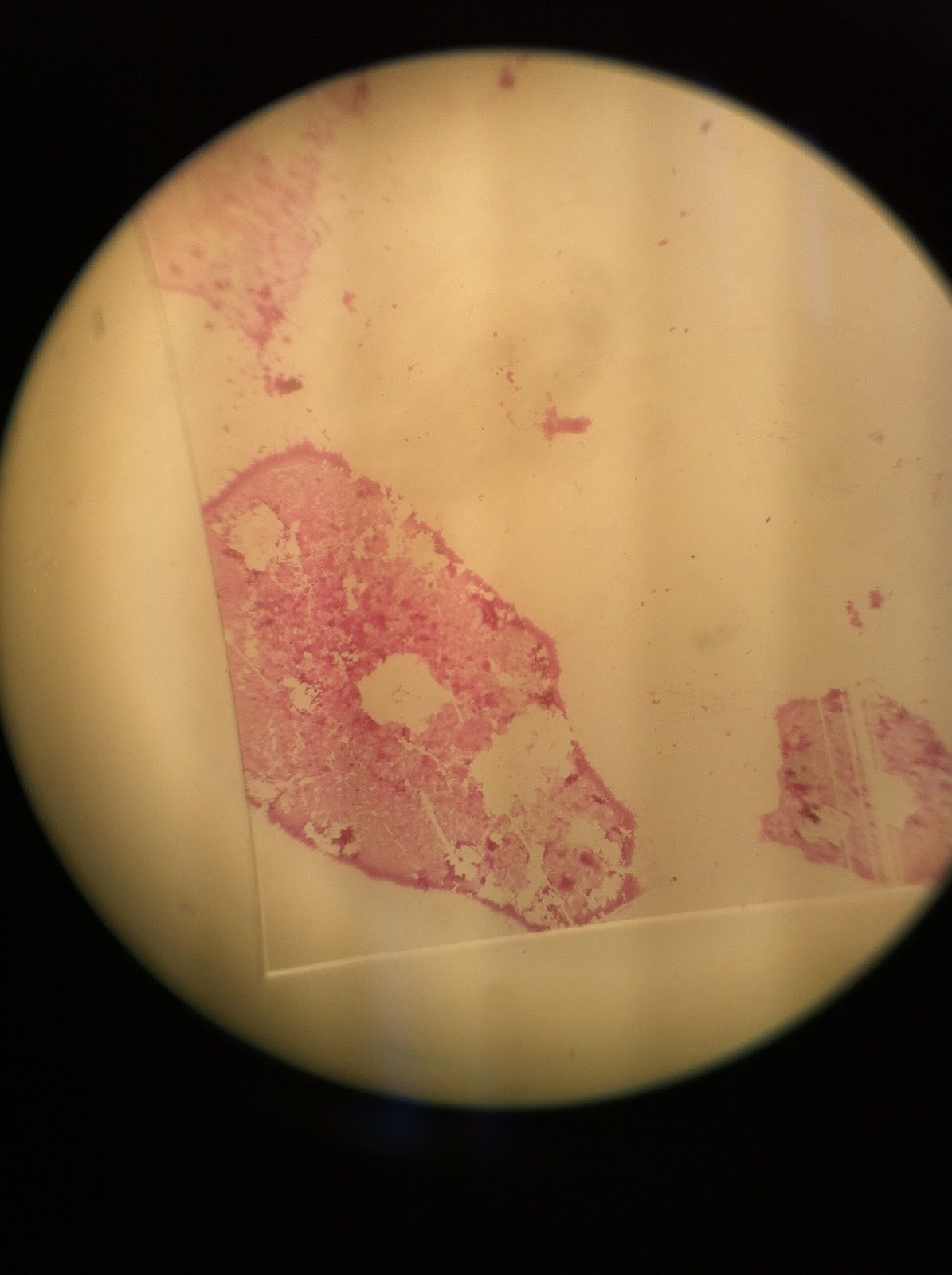 IBG Lab Report: Lab1: Principles and use of microscope