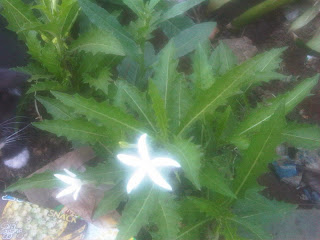 Manfaat Bunga Korejat Untuk Tetes Mata | Tips Kesehatan