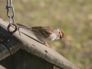 Journals of an Amateur Naturalist: Chippers