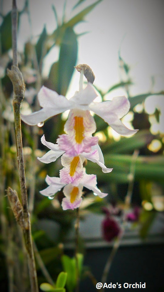 Ade's Orchid: Dendrobium odoratum