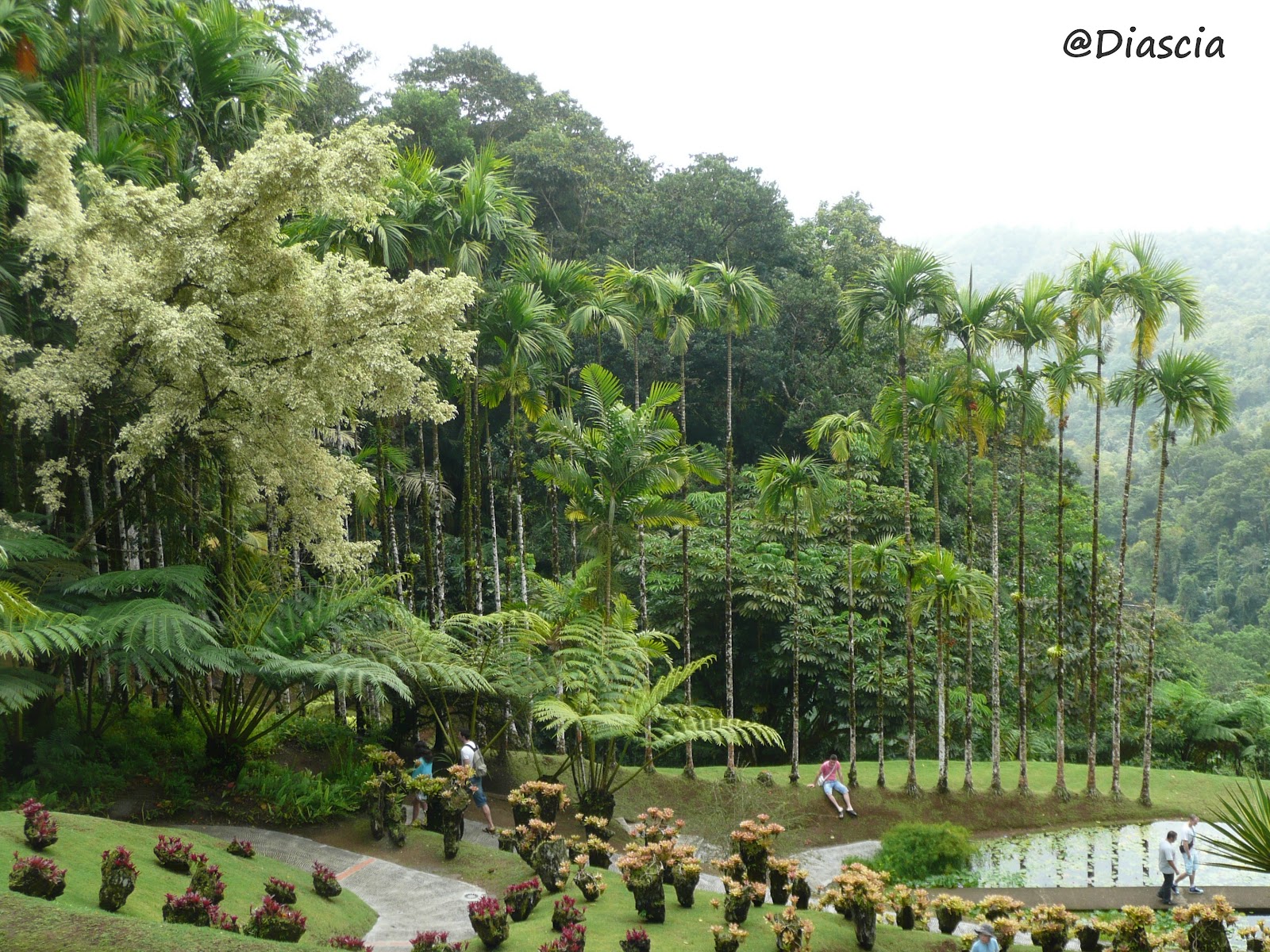 Le jardin de Diascia: LA MARTINIQUE - VEGETATION LUXURIANTE