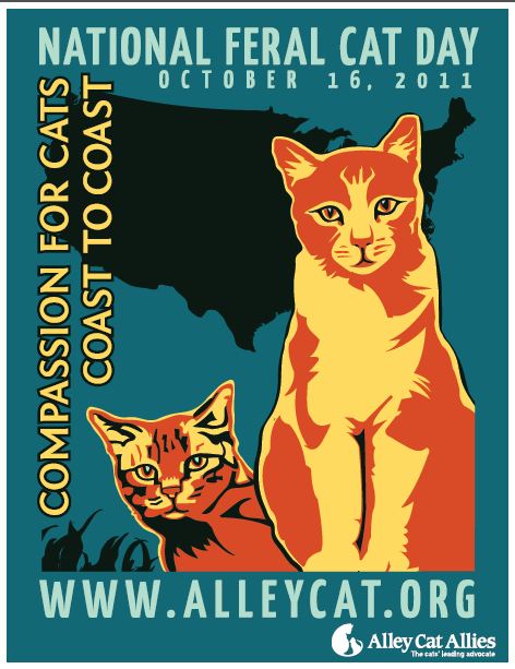 Your Daily Cute: How I'm Celebrating National Feral Cat Day!