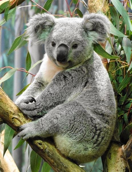 MUNDO ANIMAL: EL KOALA