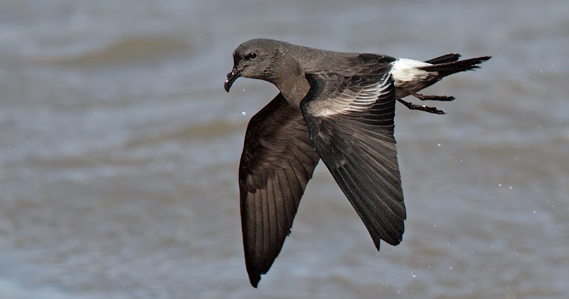 Steve Round Wildlife Photography: Leach's Storm Petrels