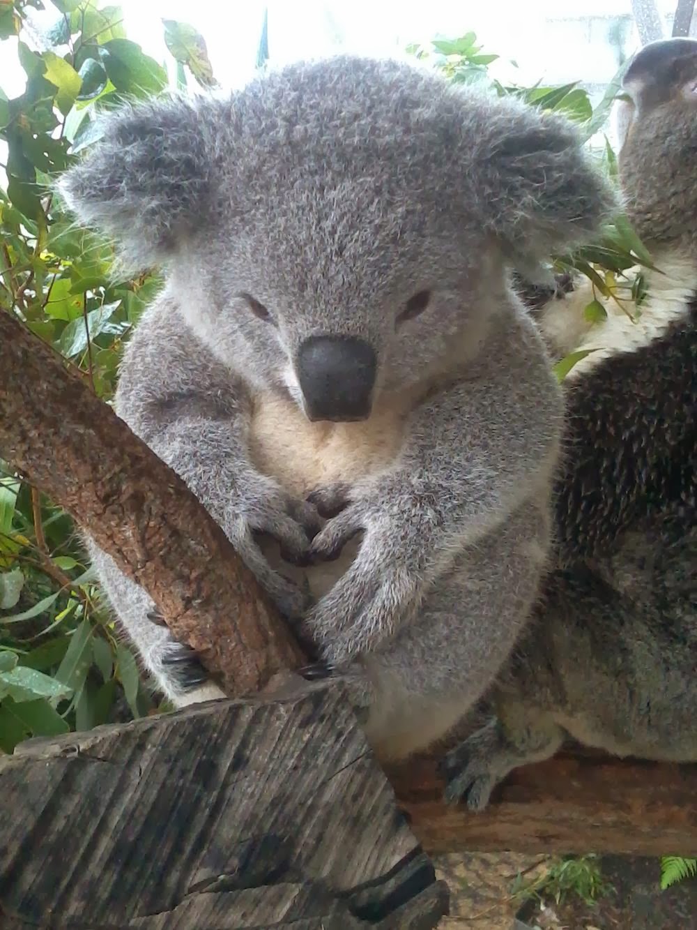 Chubby Botak Koala - Singapore Food Blog, Travel and Lifestyle ...