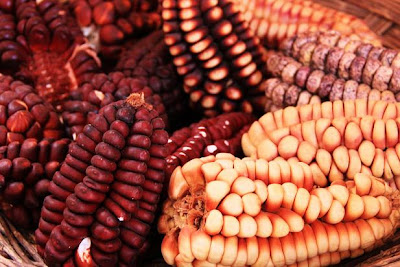 Viajando: O milho colorido do Peru