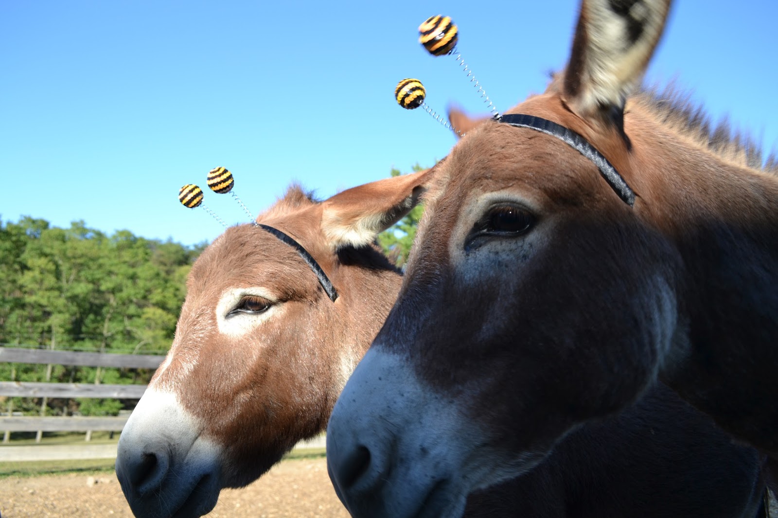 The Bees And The Birds