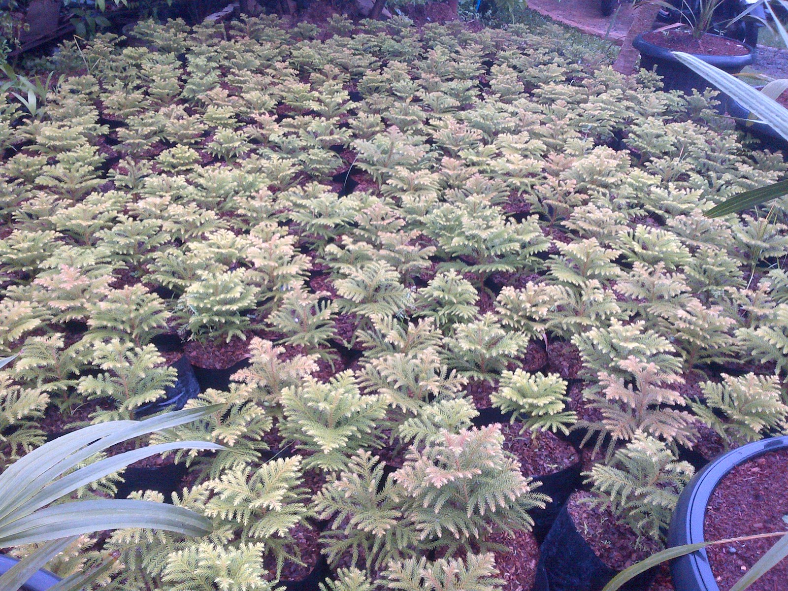 vasaflora: POHON HIAS