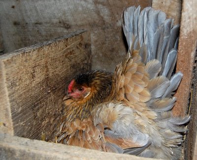 Pets with Benefits: Henzilla, Breaking the Broody Hen