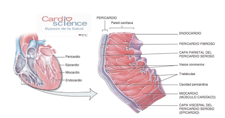 Histoembriología : Aparato Cardiovascular