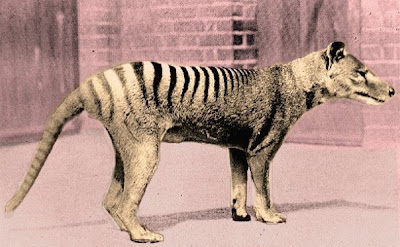 THE TASMANIAN TIGER - Thylacine |The Garden of Eaden