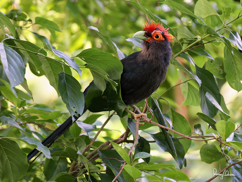 Romy Ocon's Wild Birds of the Philippines: The skulking Red-crested Malkoha