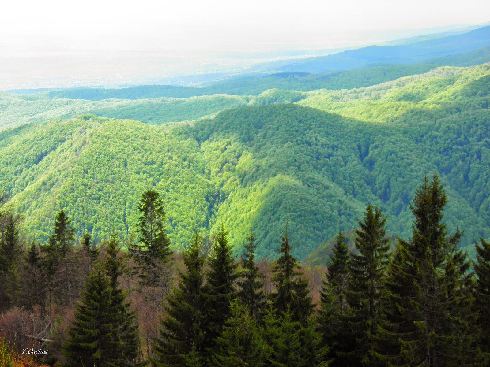 PASARI DIN ROMANIA: ULIU PORUMBAR (ULIUL GAINILOR), Accipiter gentilis