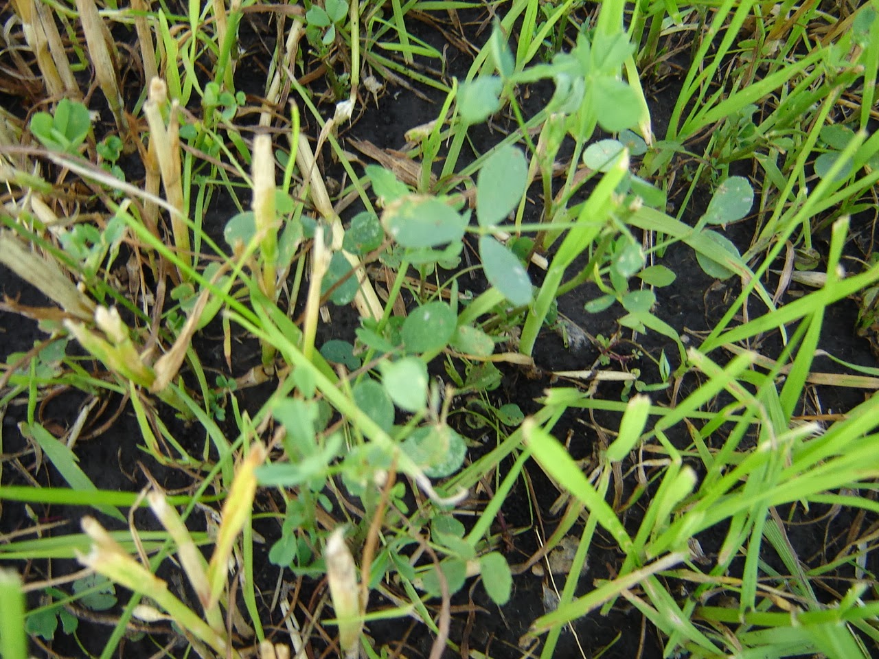 HettingerCorriedales: Permanent pasture... Act II.