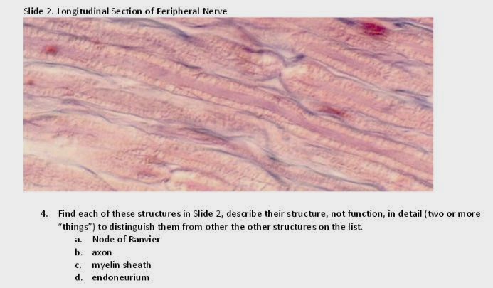 Biology156.not.B4Breakfast: Histology Dissection Lab