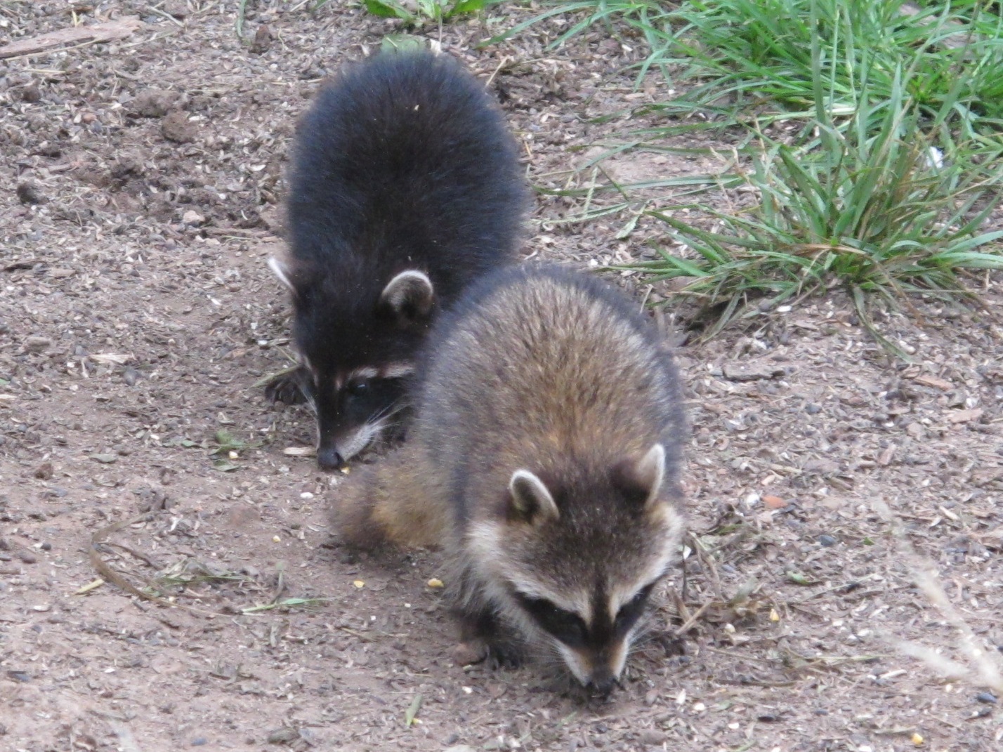 Blue Jay Barrens: Baby Raccoons