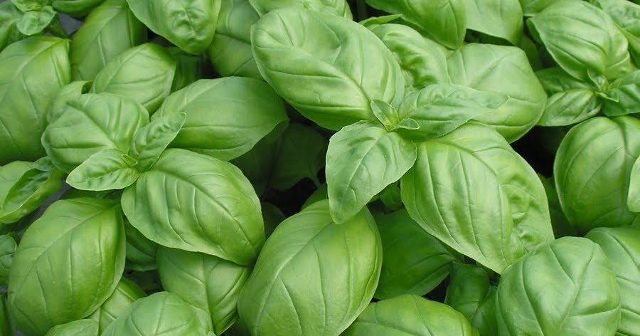 Basilico
