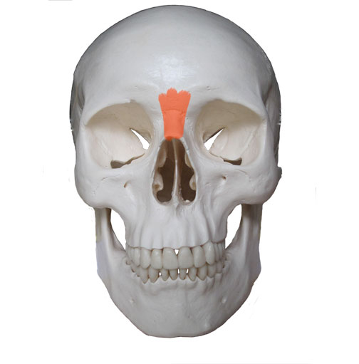 Kreated by Krause: Artistic Anatomy Part 4: Eye & Nose Muscles