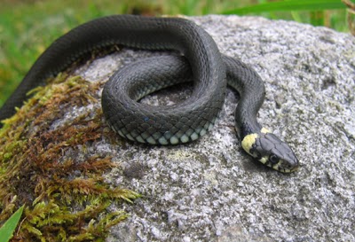 Cre8ing by Rose-Marie: En orm i paradiset