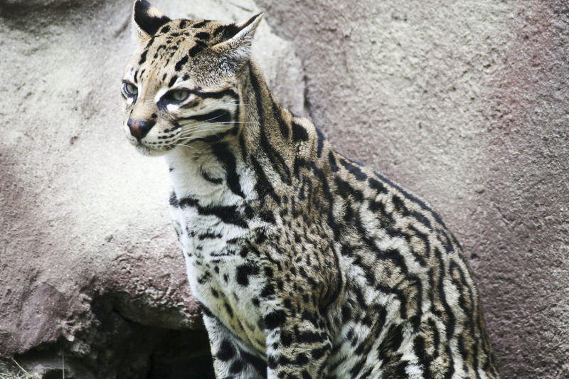 Animales en Peligro de Extinción : TIGRILLO leopardus Wiedii