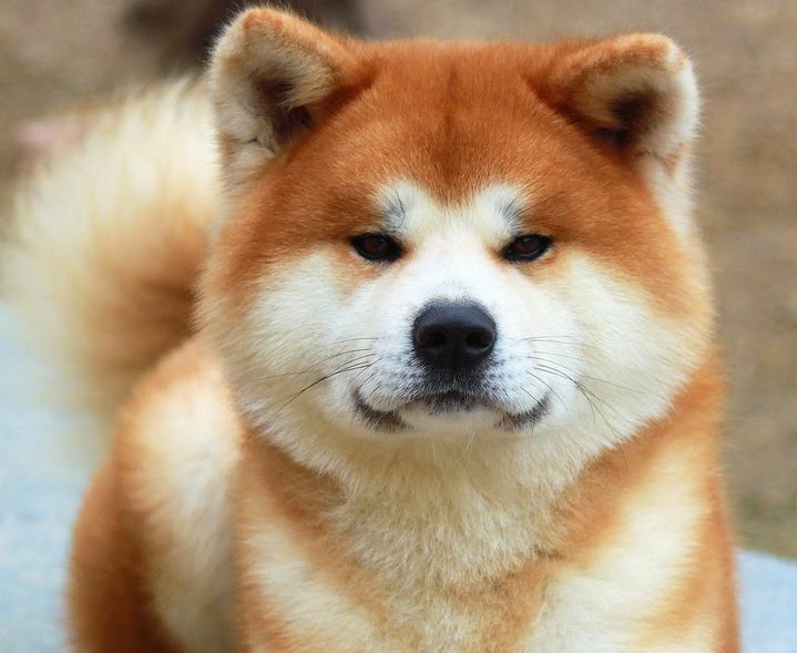 El akita, perro nacional japonés ~ WikiaPerros