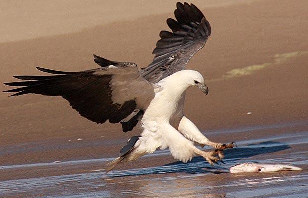 Land of the Big Sky.: Sea Eagle.