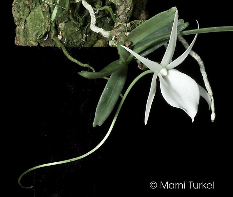 Angraecum acutipetalum orchid plant care and culture | Travaldo's blog