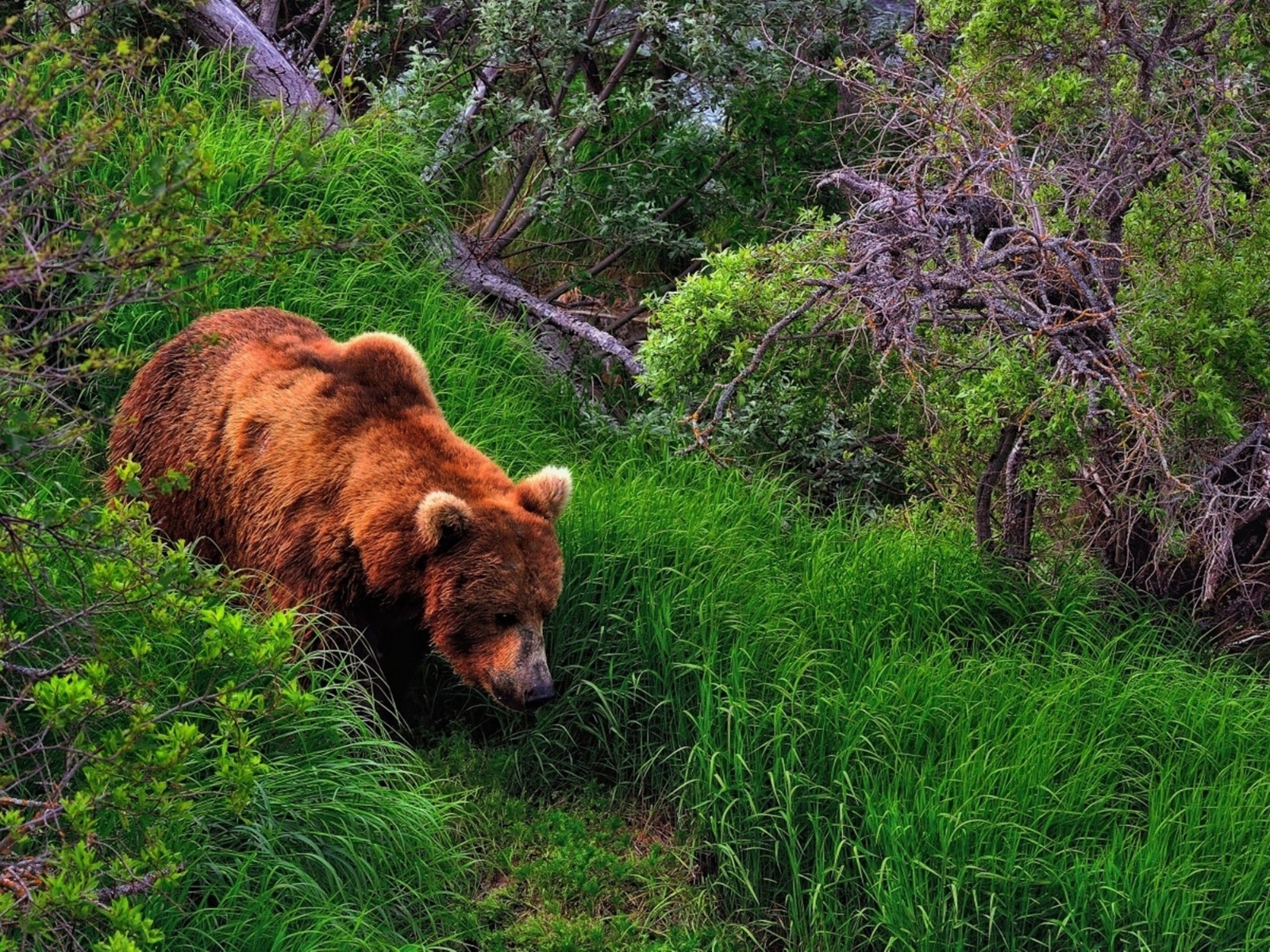 Fotografías de osos divertidos en el bosque