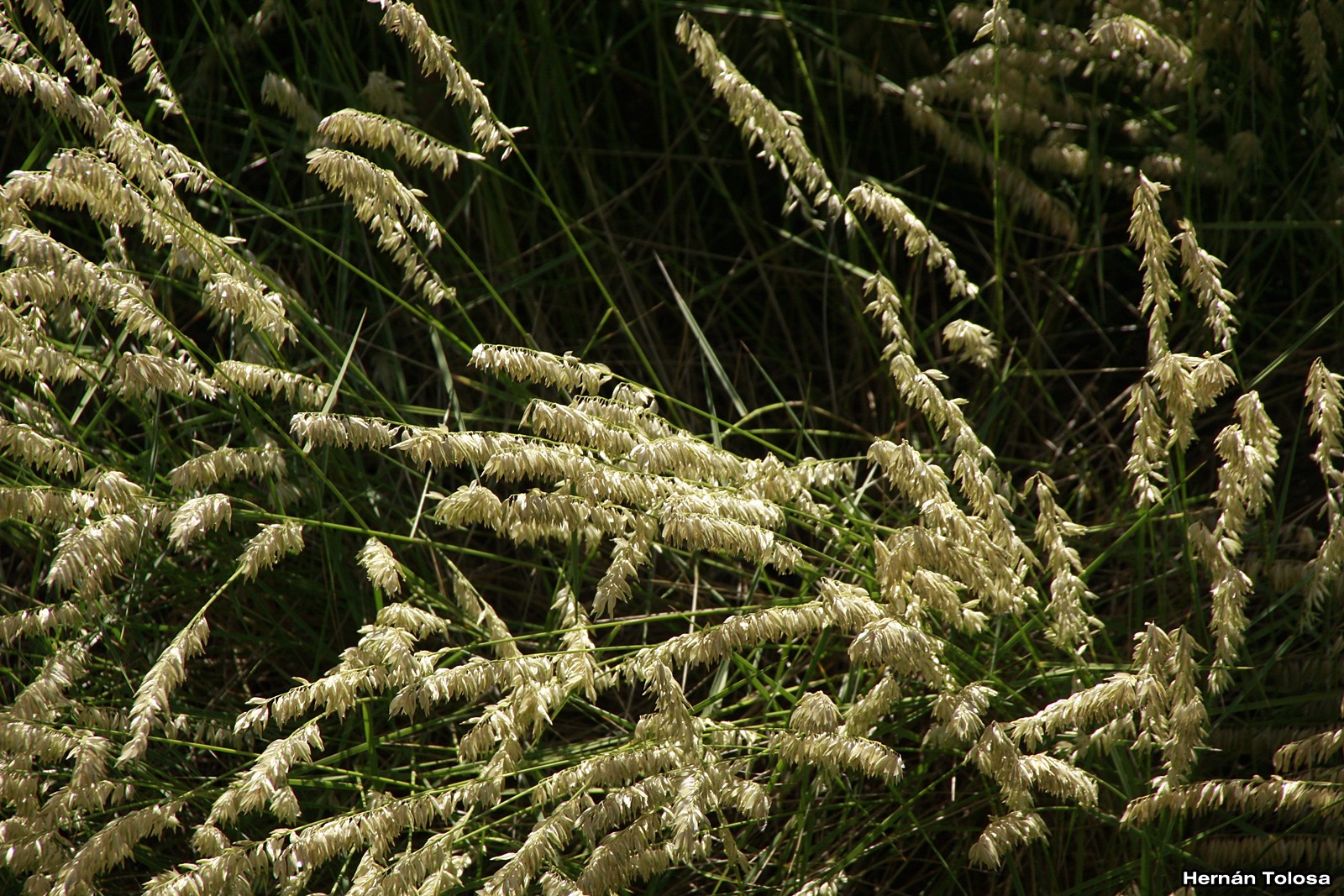Flora Bonaerense: (Melica macra)