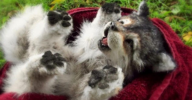 White Wolf : Unbelievably cute baby wolf cub made by Lee Cross (PHOTOS)