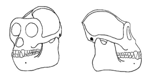 NEW PAPYRUS: The Swamp Ape's Pad-to-Pad Precision Grip