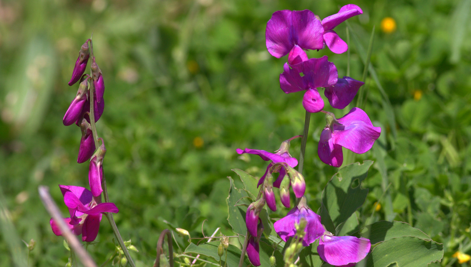Hatun DİRİK: TÜRKİYE'DE YETİŞEN BAZI ENDEMİK BİTKİLER