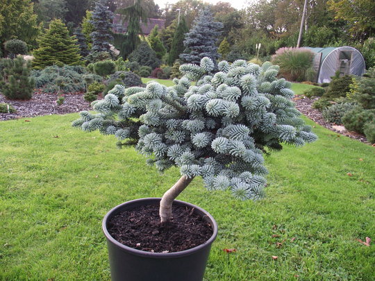 Trees Planet: Abies procera - Noble Fir - Red Fir