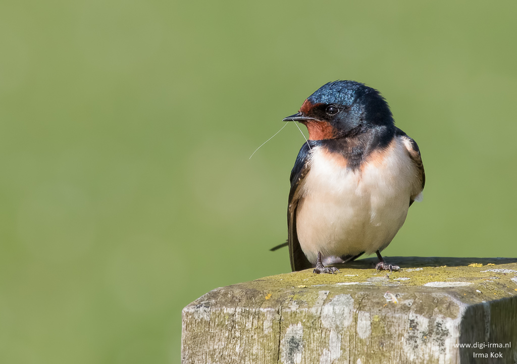 Irma's Natuurbeleving : Huiszwaluw en Boerenzwaluw