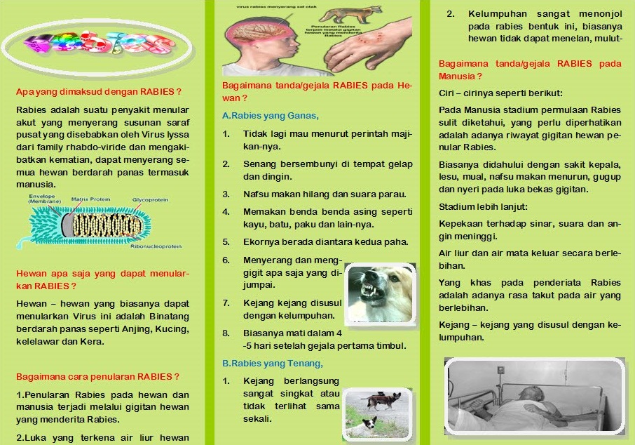 Gladys Nelwan: leaflet rabies