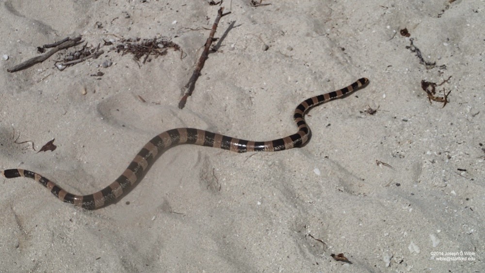 Librarian in New Zealand and New Caledonia