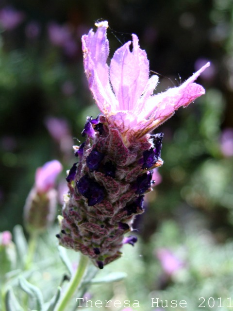 Welcome To Msartists Mixed Media Playground: Purple & Green