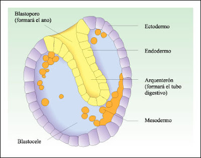 Desarrollo embrionario: Gastrulacion
