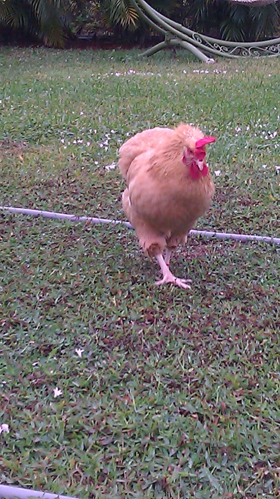 Fowl Mouth Chick's Journey with Backyard Hens: Madder than a Wet Hen