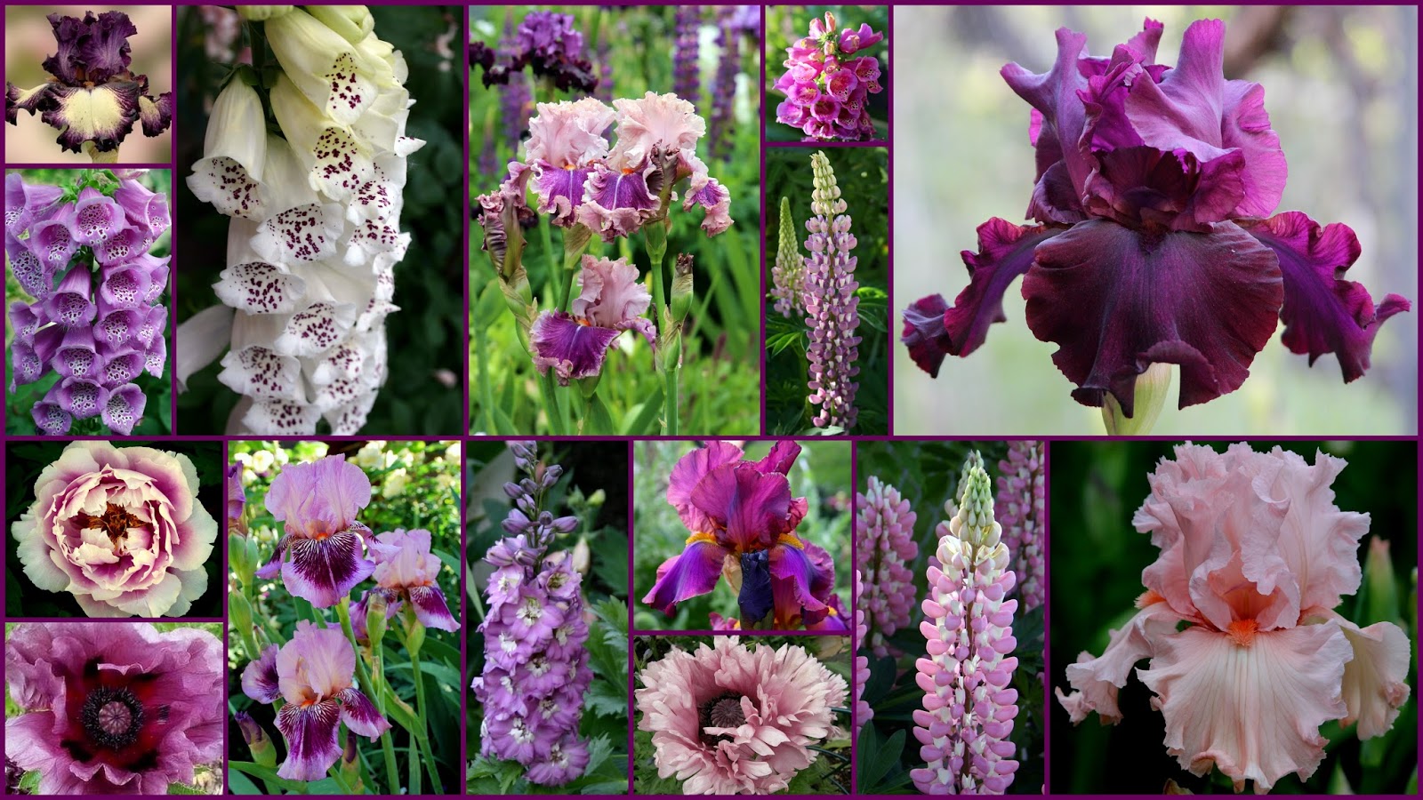 World of Irises: "Talking Irises" TALL BEARDED IRISES: COMPANION PLANTS ...