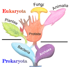 BIOLOGÍA DOMINIO EUKARYA REINO PROTISTA Y FUNGI