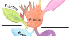 BIOLOGÍA DOMINIO EUKARYA REINO PROTISTA Y FUNGI