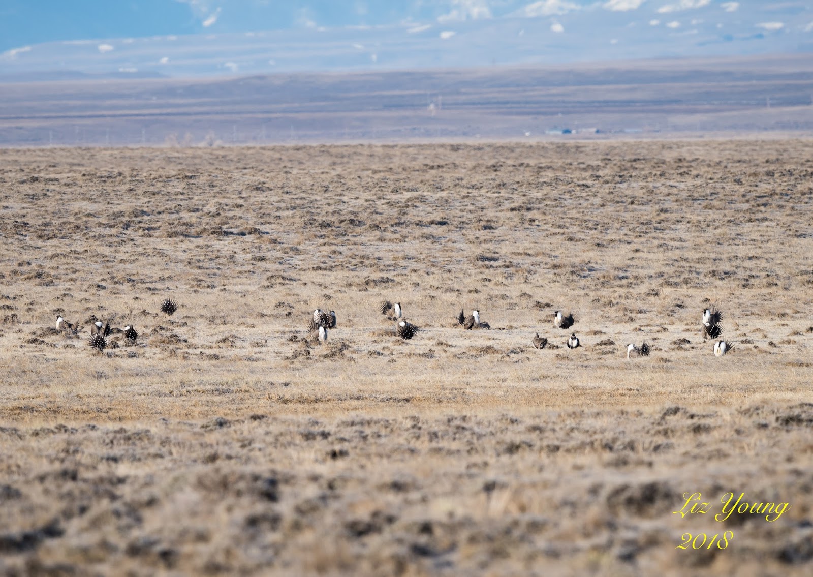Laramie Audubon: Trip report: Sage-grouse lek