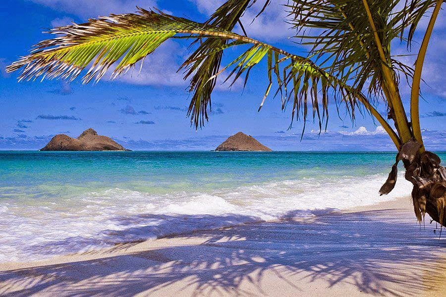 palmy tapety, egzotyczne wyspy, lato, ocean, morze, piękne widoki ...