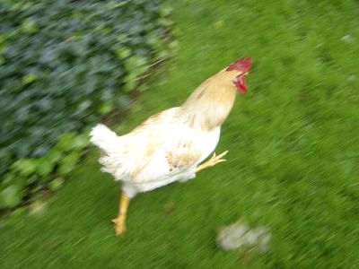 At The End Of My Leash: No Pledge Required In Chicken Dusting