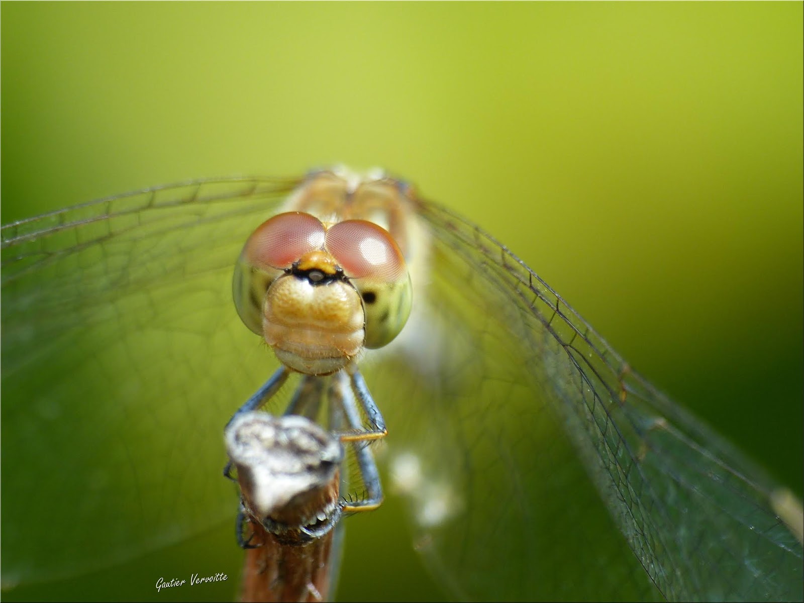 Les Libellules si rapides et importantes pour la Nature aussi