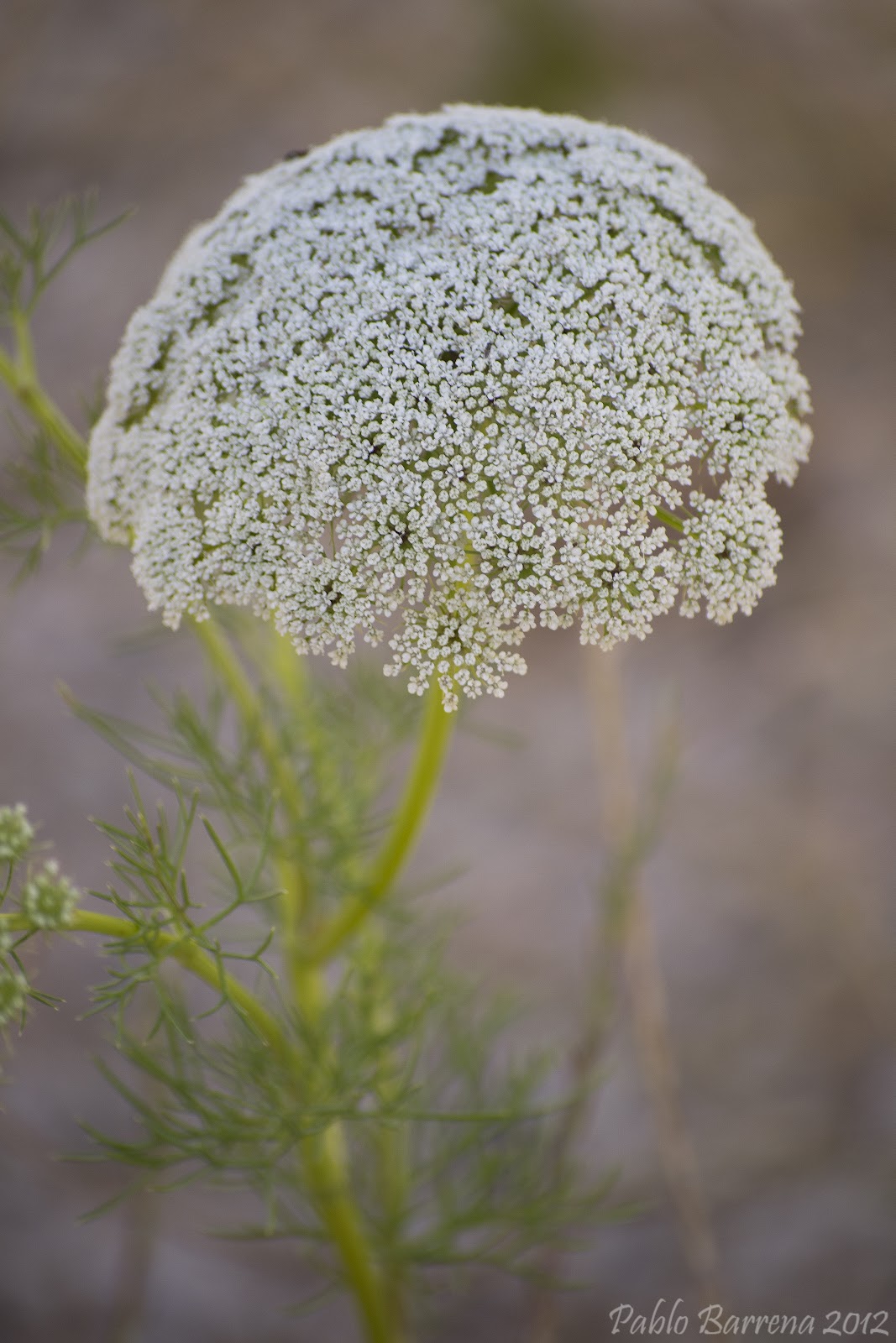 Naturaleza y ornitología: Biznaga (Ammi visnaga)