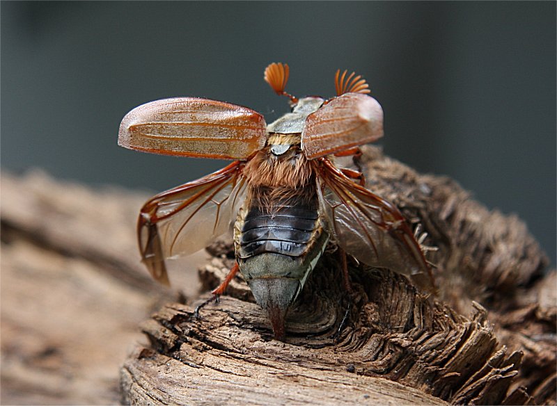 Murfs Wildlife : Cockchafer Beetle