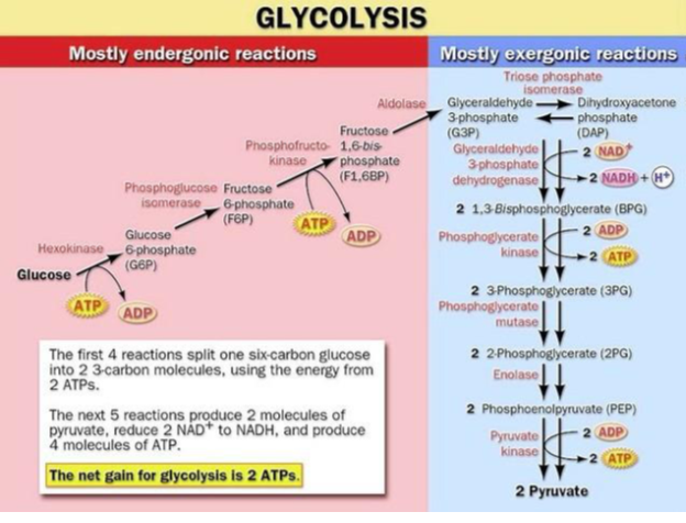 Kamus Istilah Biologi: Skema Glikolisis